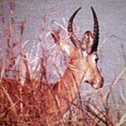 Parc Manda "Tchad" (Film 16 mm) | Bd-cine.com