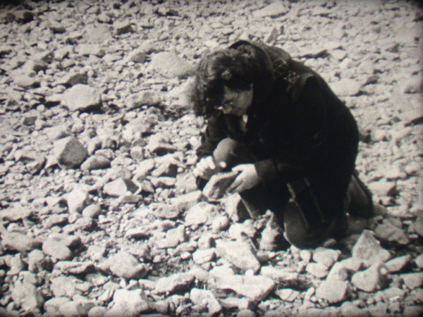 Biologie d'un Ver marin : La Némerte 'Lineus Ruber' (Film 16 mm) | Bd ...